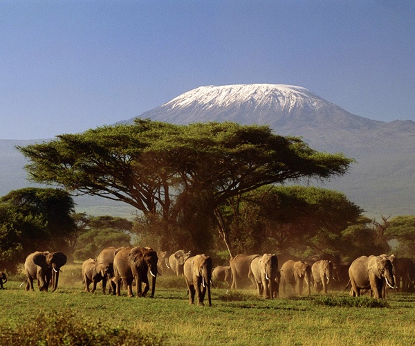 Kibo Safari Camp | Phoenix Safaris