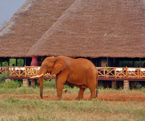 Ngutuni Safari Lodge | Phoenix Safaris