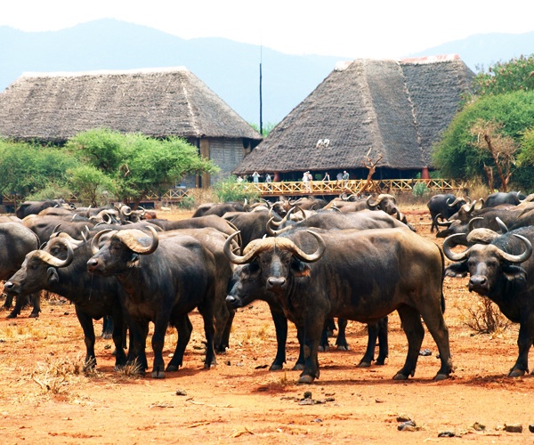 Ngutuni Safari Lodge | Tsavo