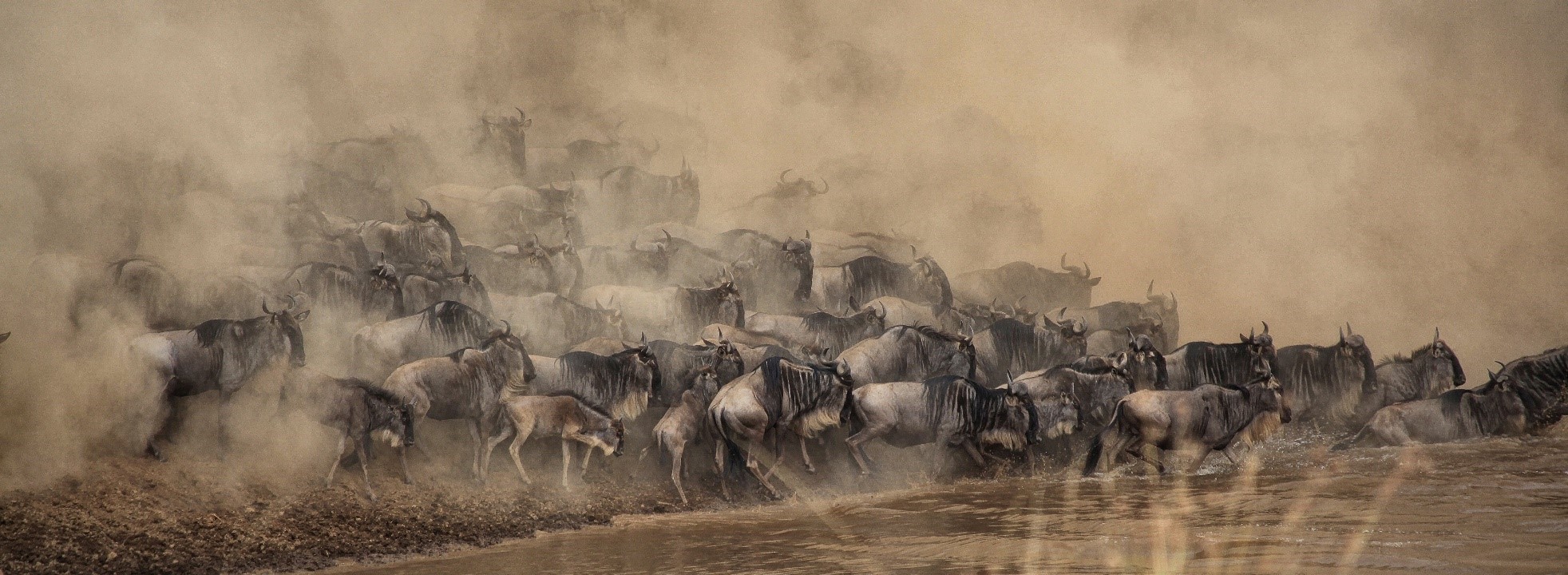 Great Migration Package | Phoenix Safaris