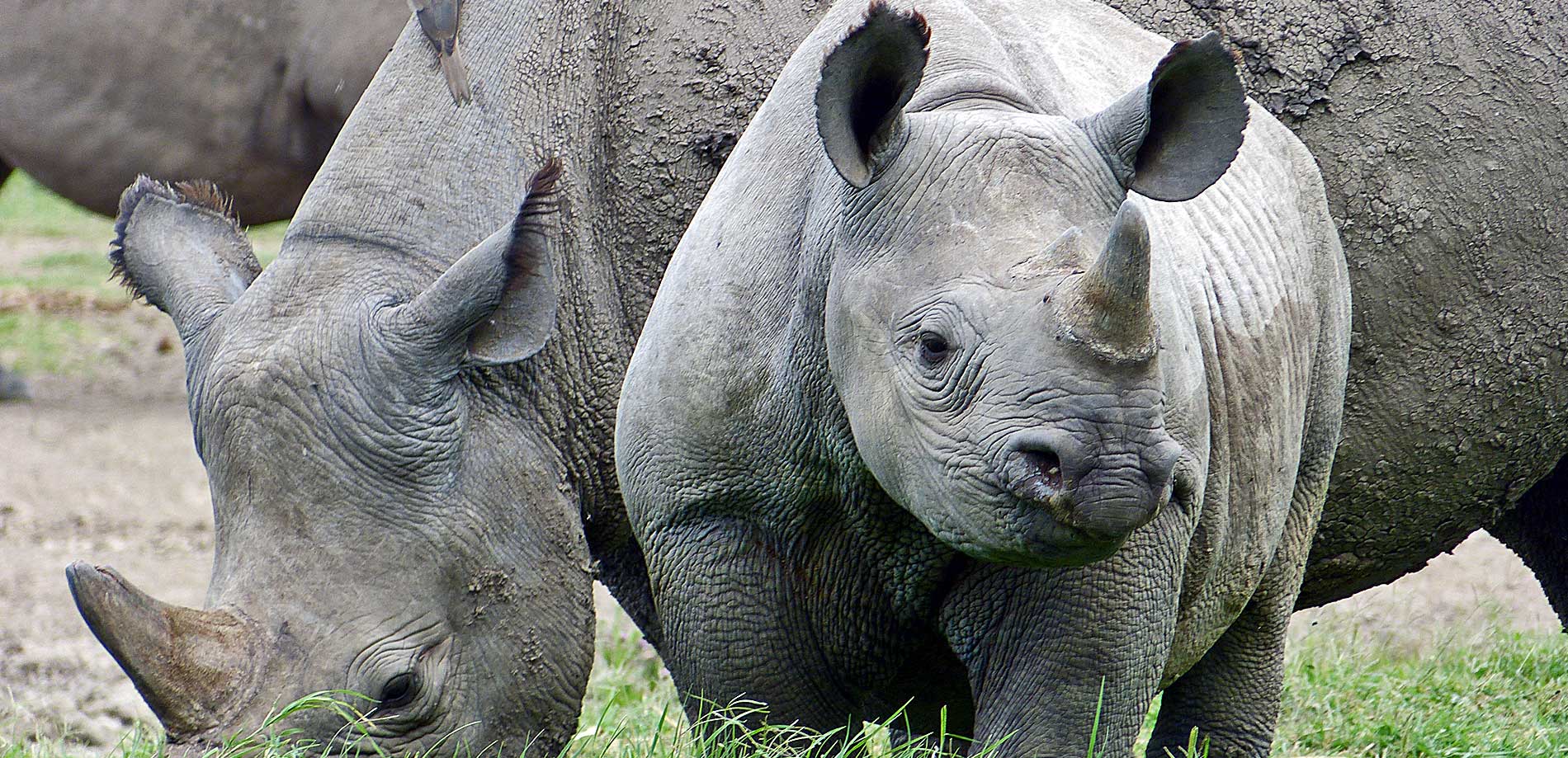 Payment Terms | Phoenix Safaris